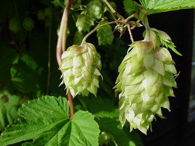 Ingredienten van bier - gerst, hop, gist, water | biernet.nl