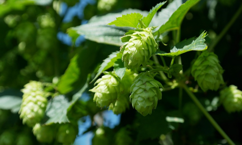 Ingredienten van bier - gerst, hop, gist, water | biernet.nl