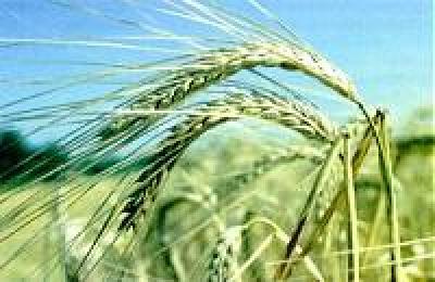 Beter bier door gerst-genoom? | biernet.nl